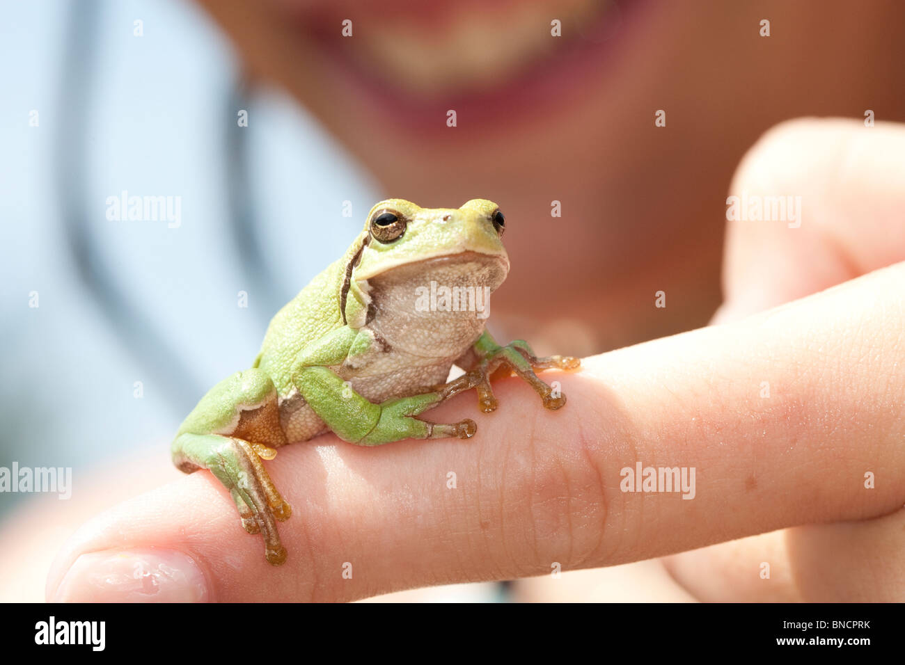 European tree frog (Hyla arborea), in the Auvergne, France Stock Photo ...