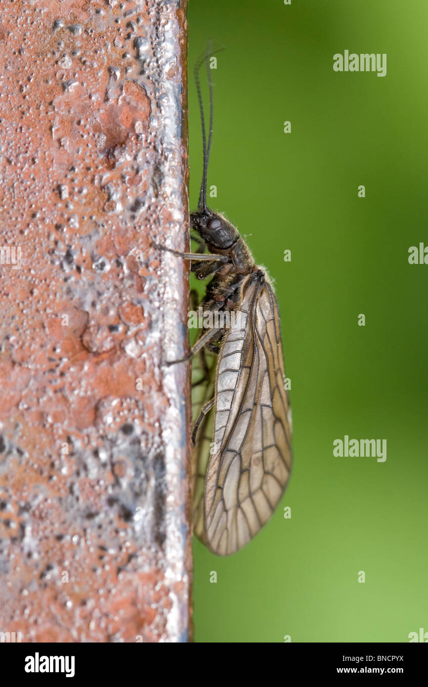 Alderflies alderfly hi-res stock photography and images - Alamy