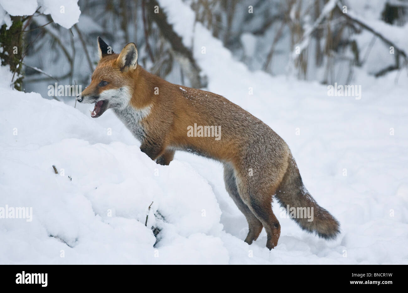 Snarling fox hi-res stock photography and images - Alamy