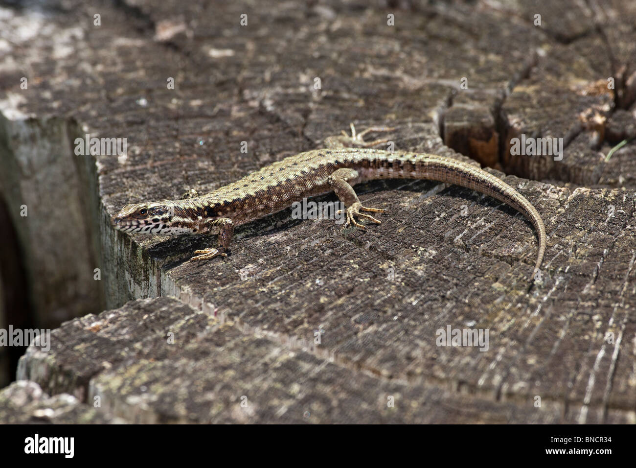 Wall lizard, Podarcis muralis Stock Photo - Alamy