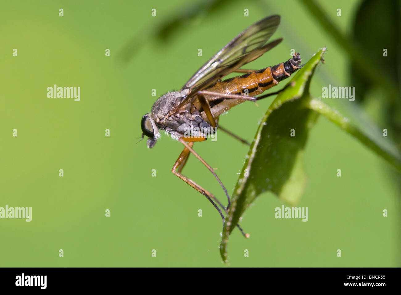 Snipe flies hi-res stock photography and images - Alamy
