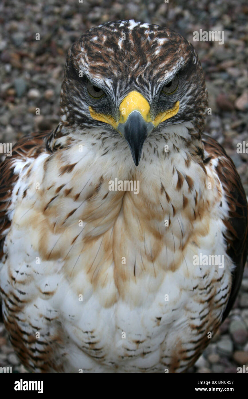 Rough legged buzzard hi-res stock photography and images - Alamy