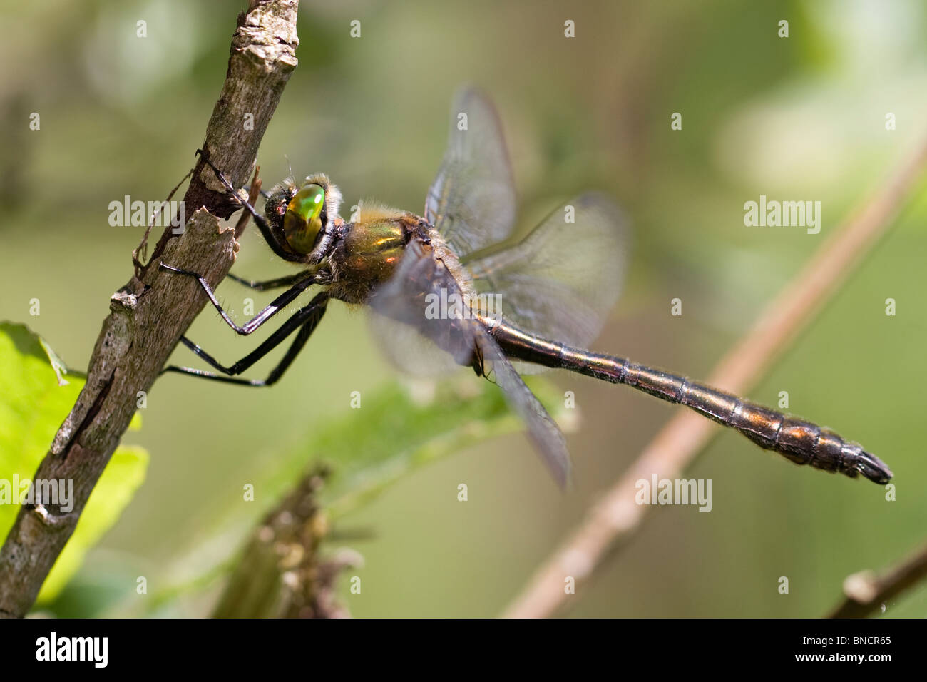 Downy Emerald - Cordulia aenea Stock Photo - Alamy