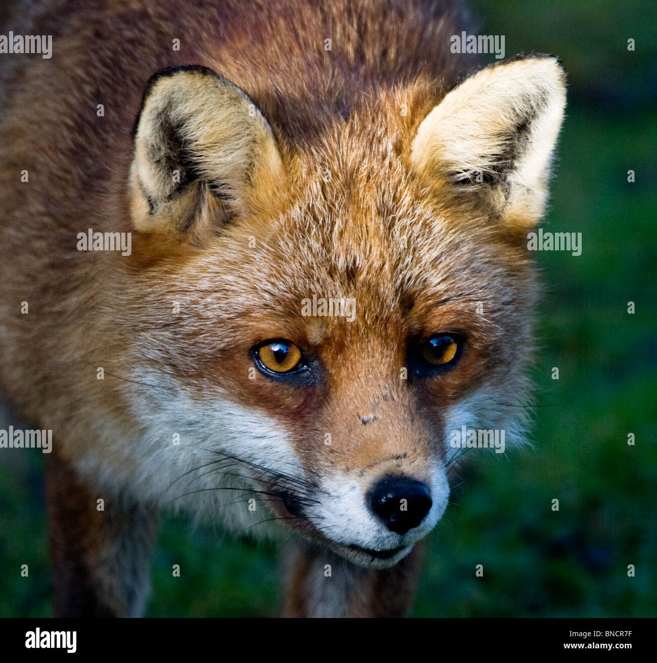 Red fox head hi-res stock photography and images - Alamy