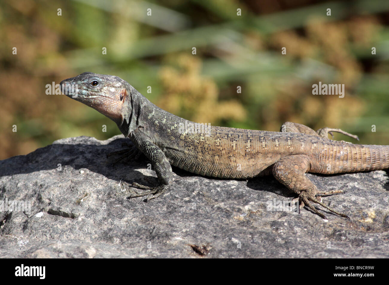 Gran Canaria Lizard - Gallotia stehlini Stock Photo - Alamy