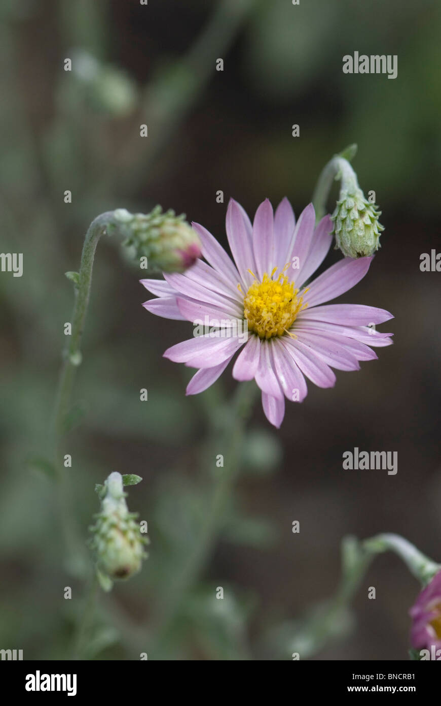 Corethrogyne filaginifolia hi-res stock photography and images - Alamy