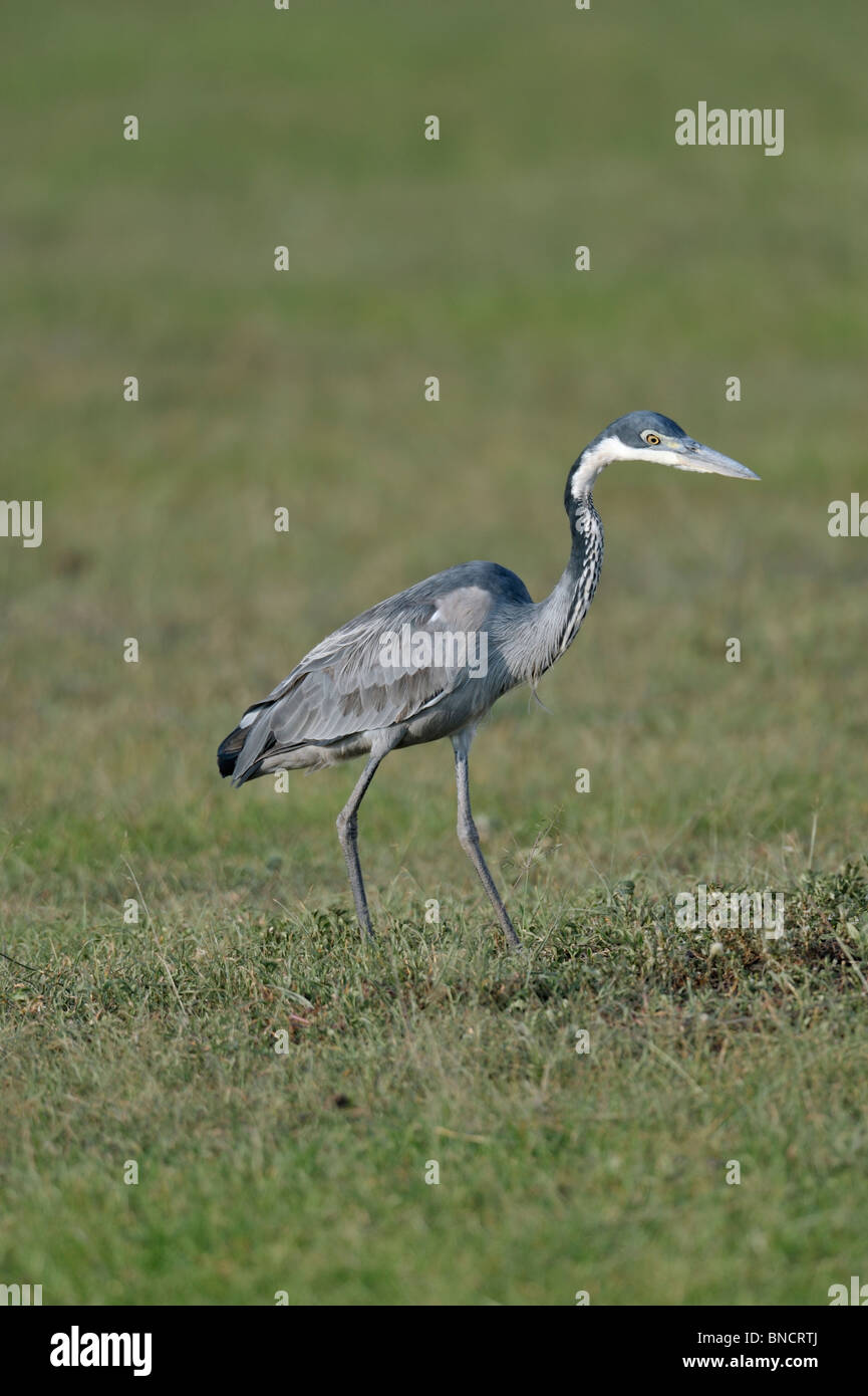 Black-headed Heron, Ardea melanocephala, Masai Mara National Reserve ...