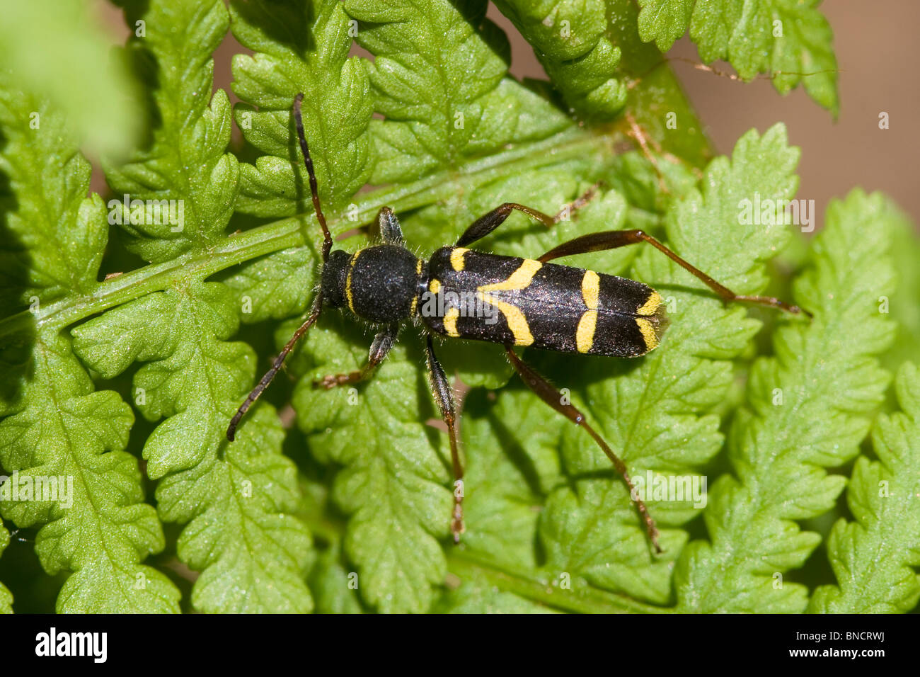 Clytus High Resolution Stock Photography and Images - Alamy