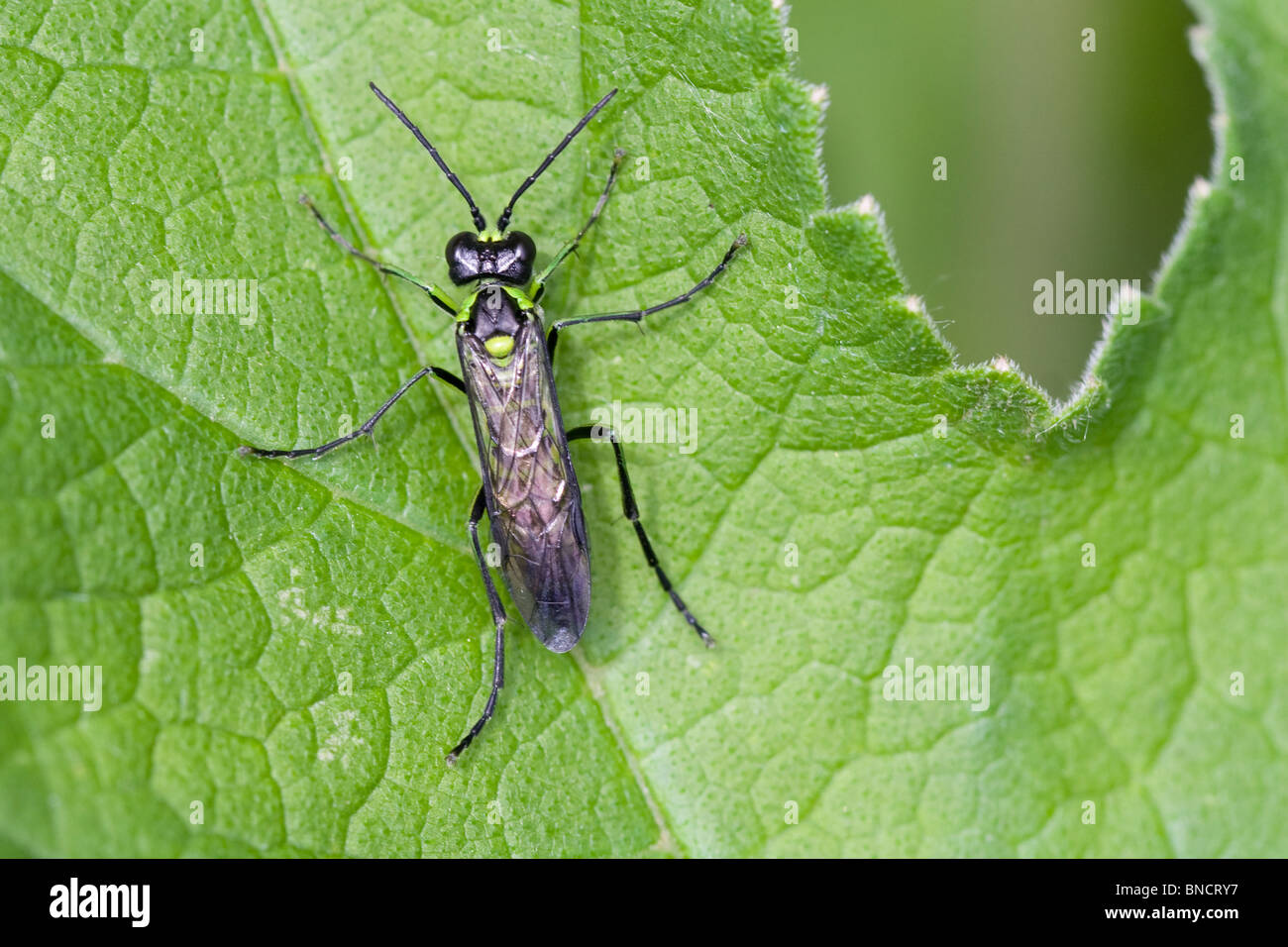 Saw fly hi-res stock photography and images - Alamy