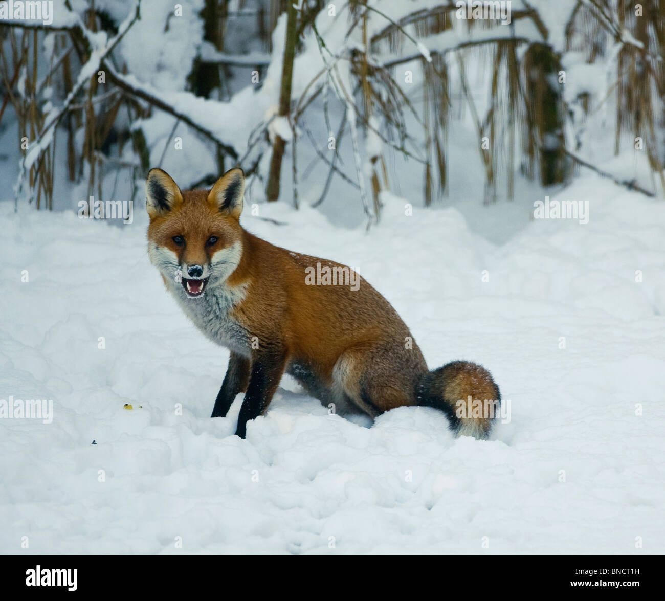 Red fox snarling hi-res stock photography and images - Alamy