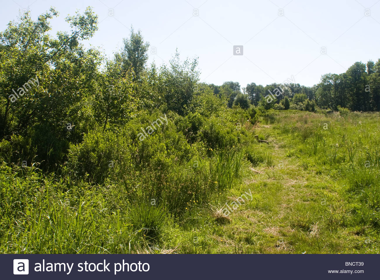 Catcott High Resolution Stock Photography and Images - Alamy