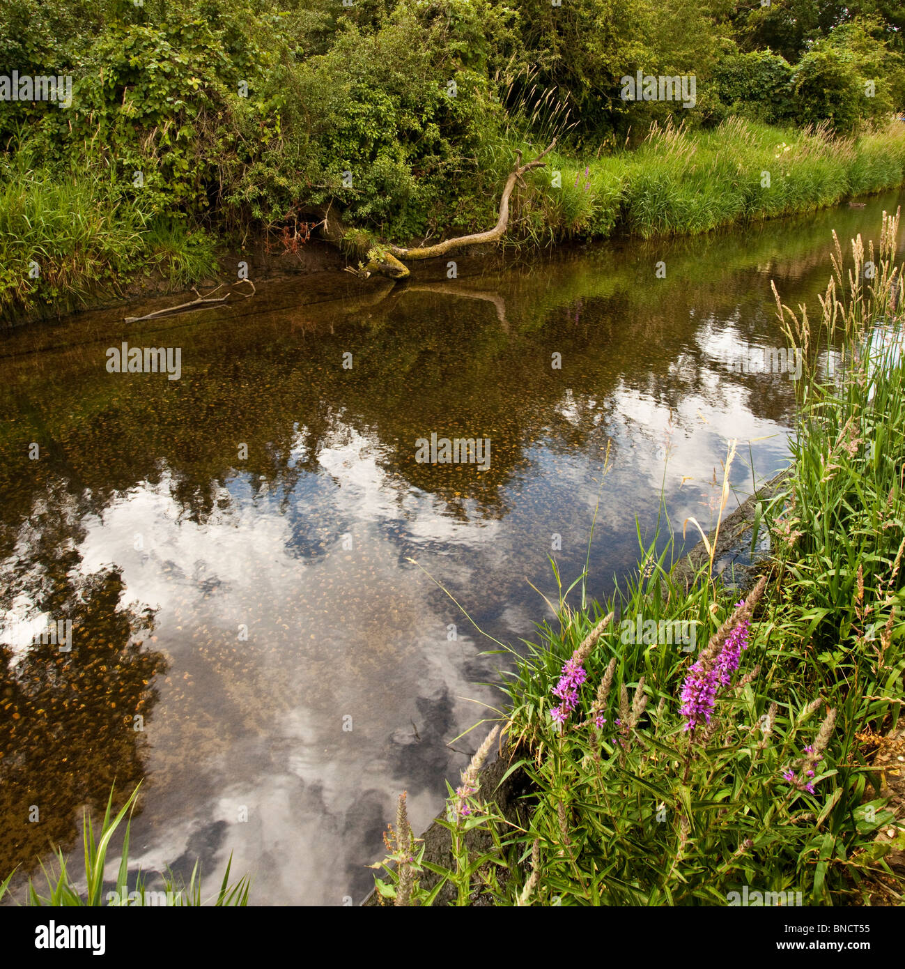 Ford on Country Lane Stock Photo - Alamy