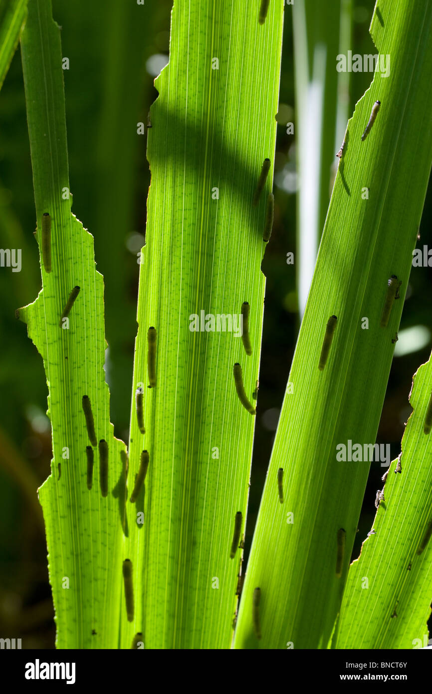 Bulrush caterpillar hi-res stock photography and images - Alamy