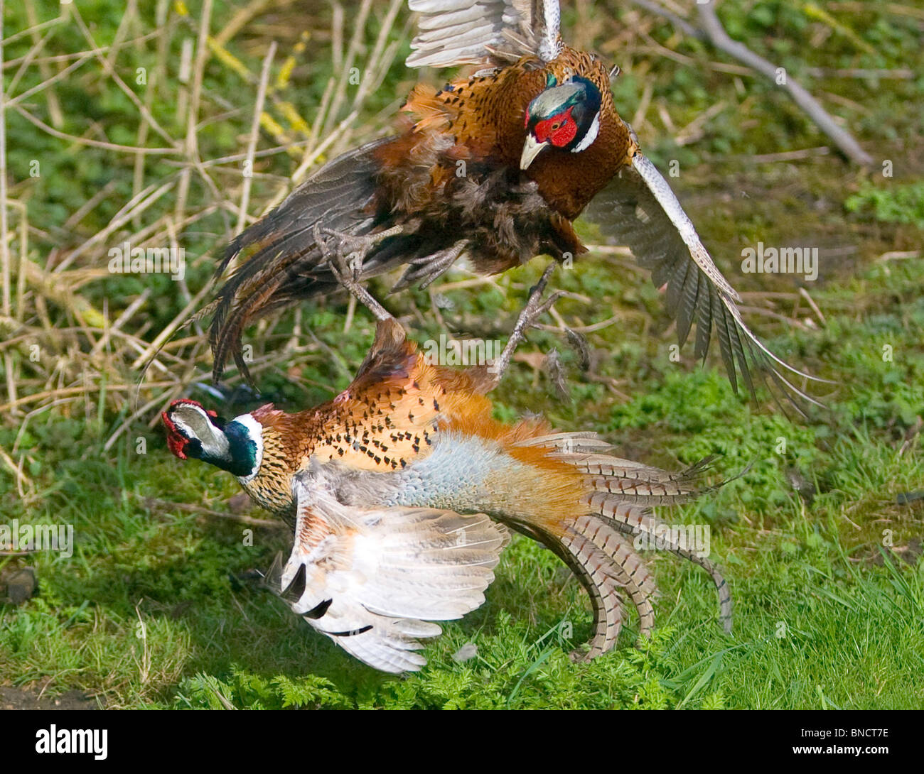 Pheasants fighting hi-res stock photography and images - Alamy