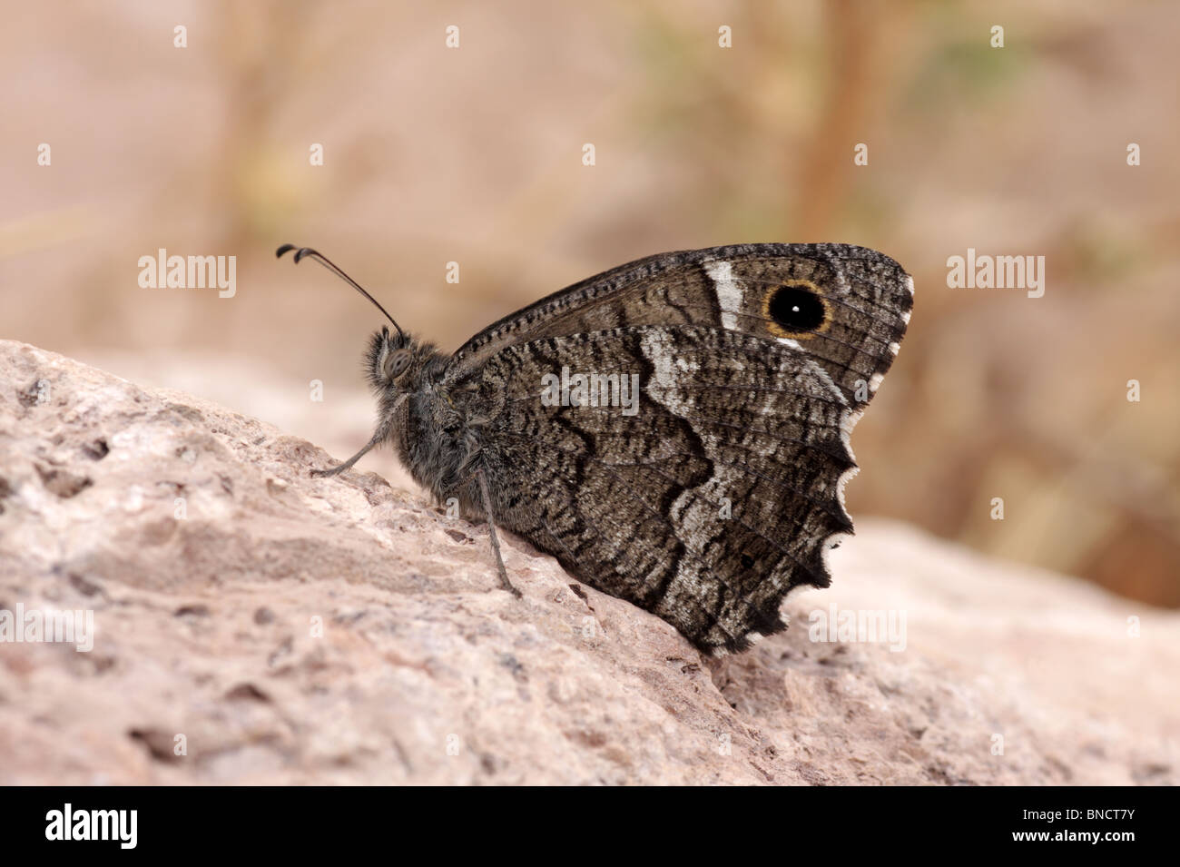 Tree Grayling - Neohipparchia statilinus Stock Photo - Alamy