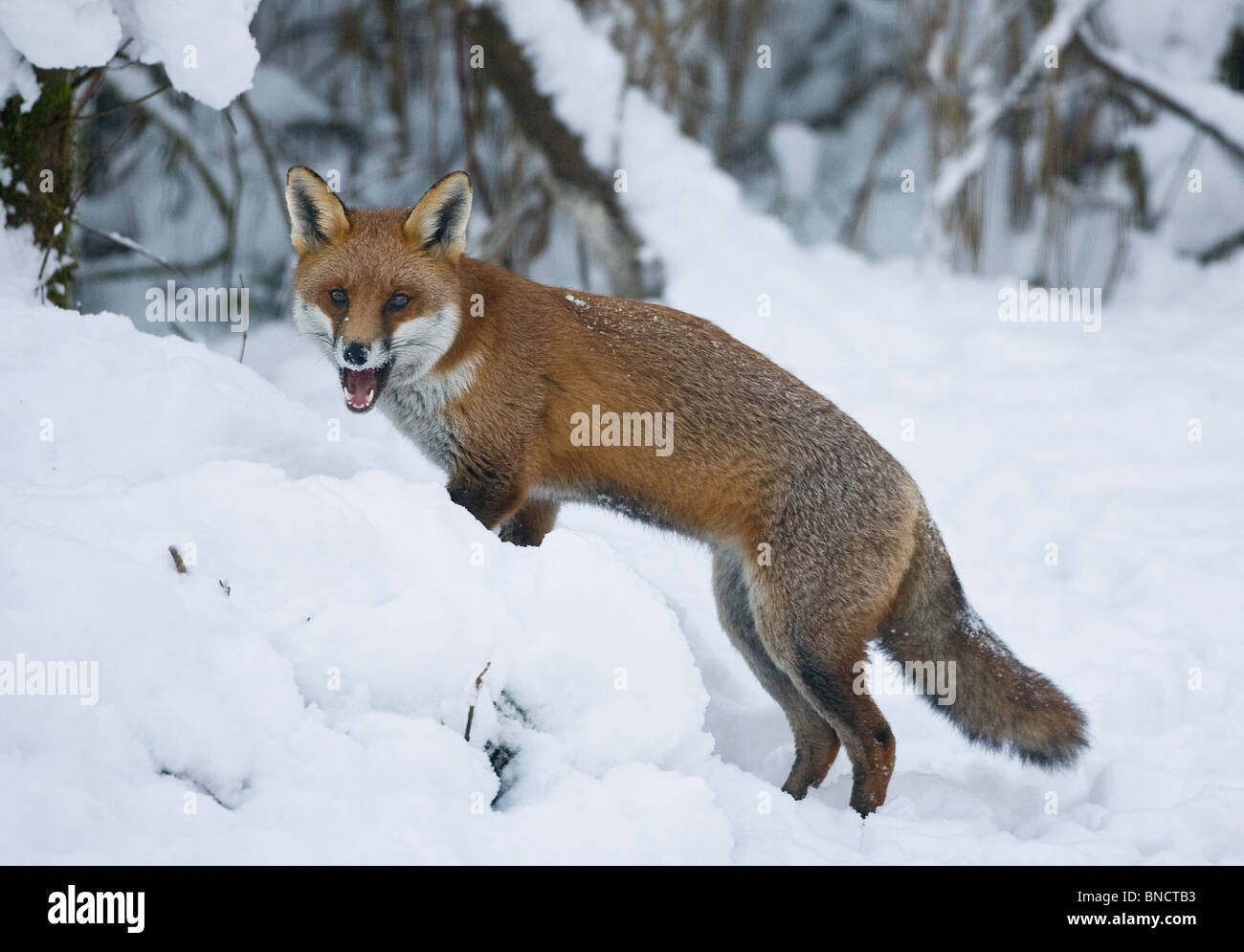 Snarling Fox High Resolution Stock Photography and Images - Alamy