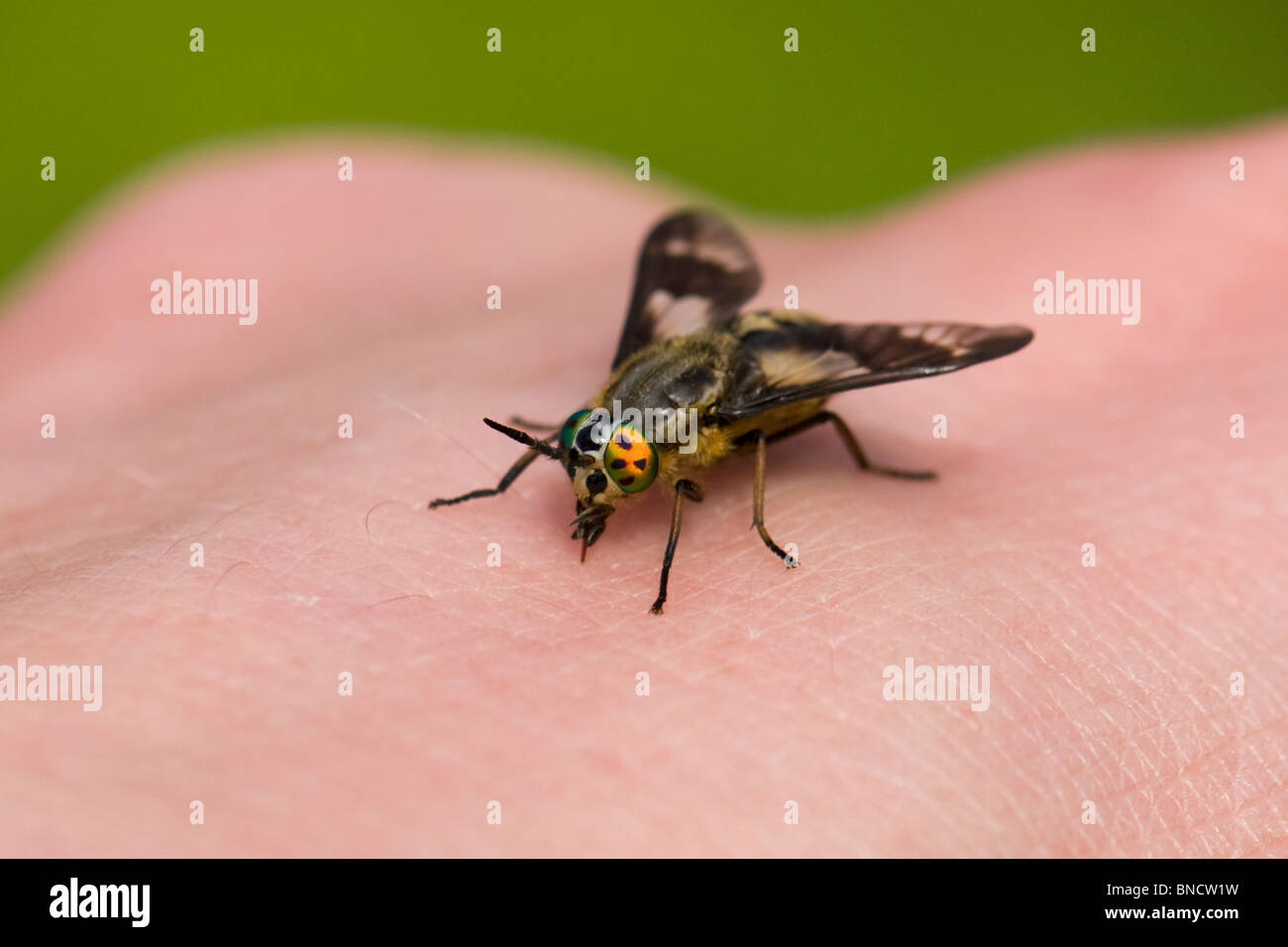 Twin lobed deerfly hi-res stock photography and images - Alamy