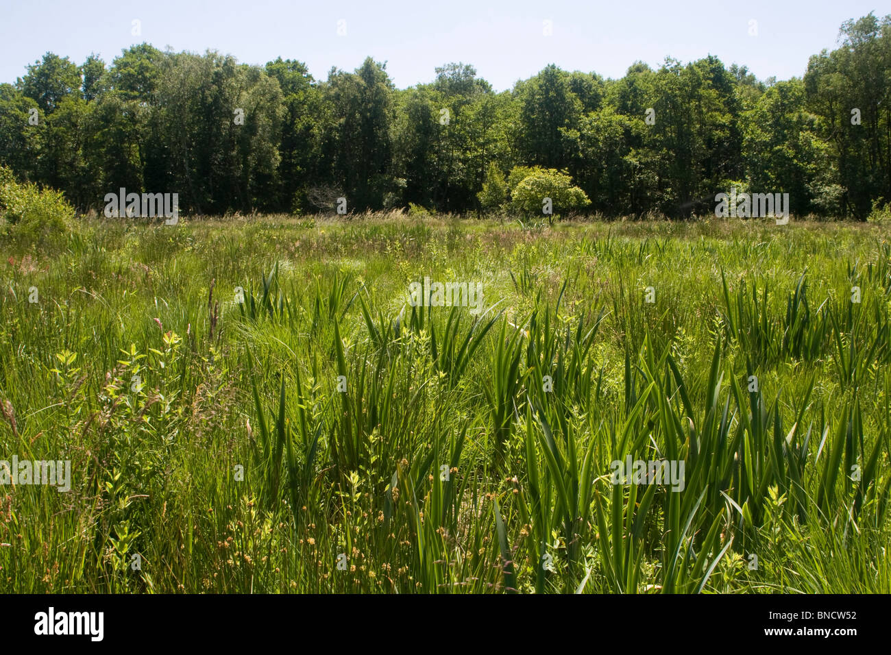 Wet fen meadow hi-res stock photography and images - Alamy