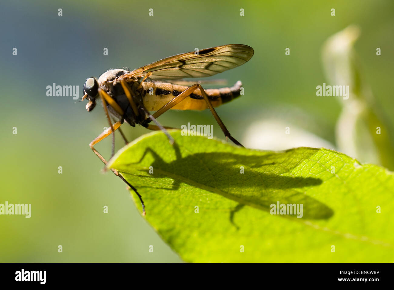 Snipe flies hi-res stock photography and images - Alamy