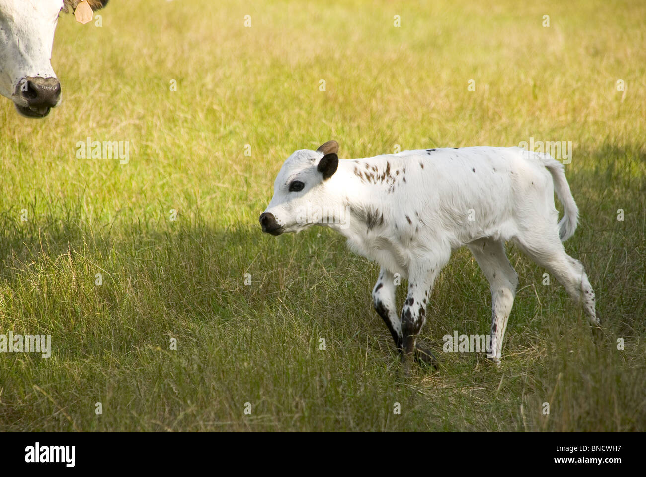 Baby longhorn hi-res stock photography and images - Alamy