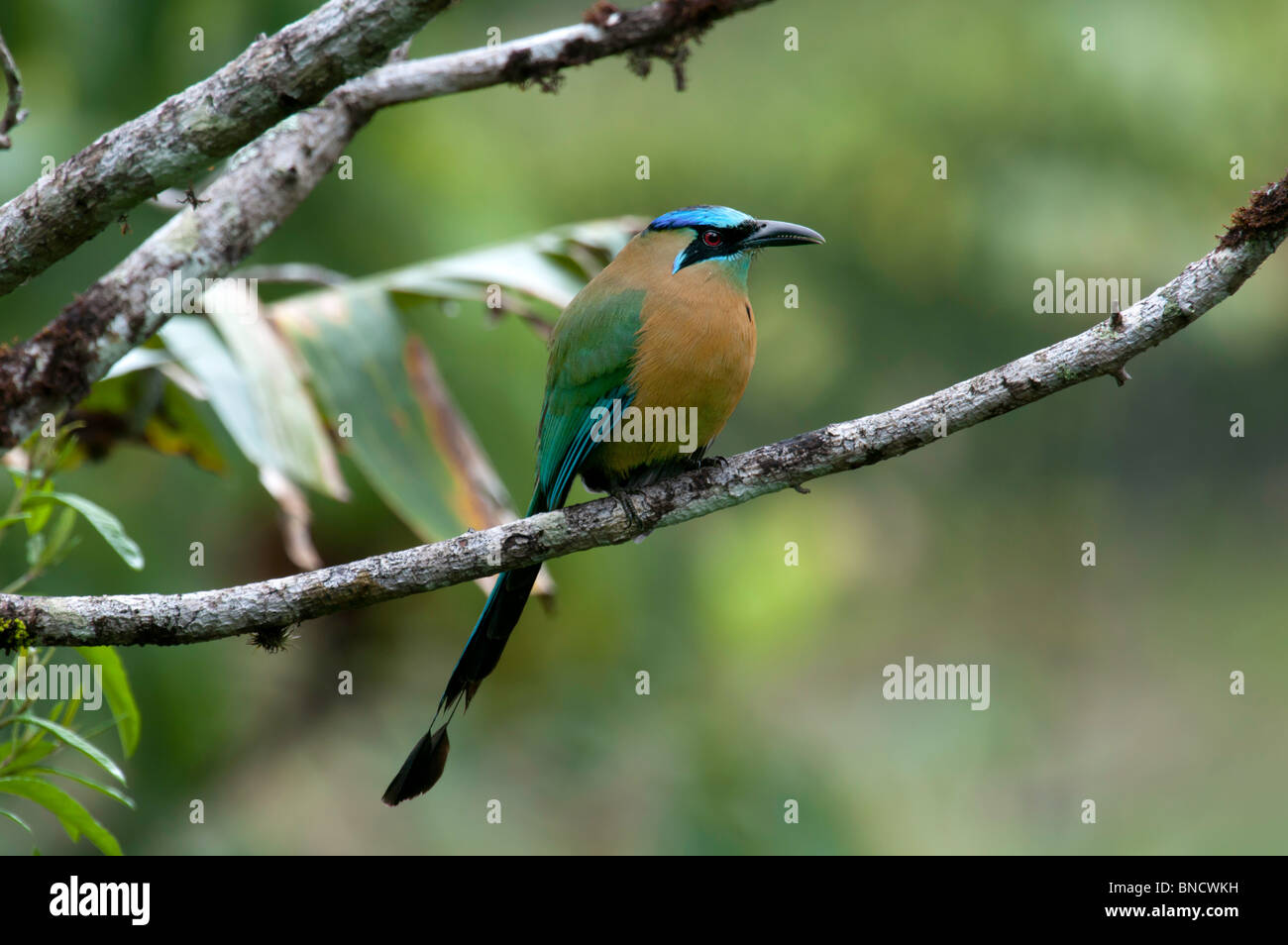 Motmot mexico tail hi-res stock photography and images - Alamy