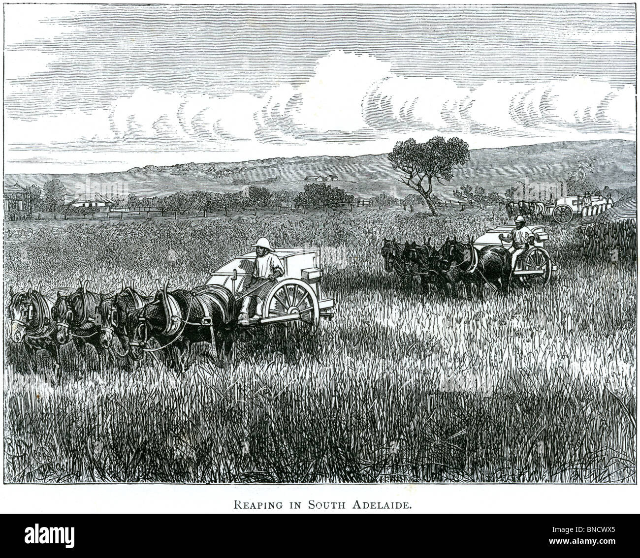 An engraving entitled "Reaping in South Adelaide" - published in a book ...