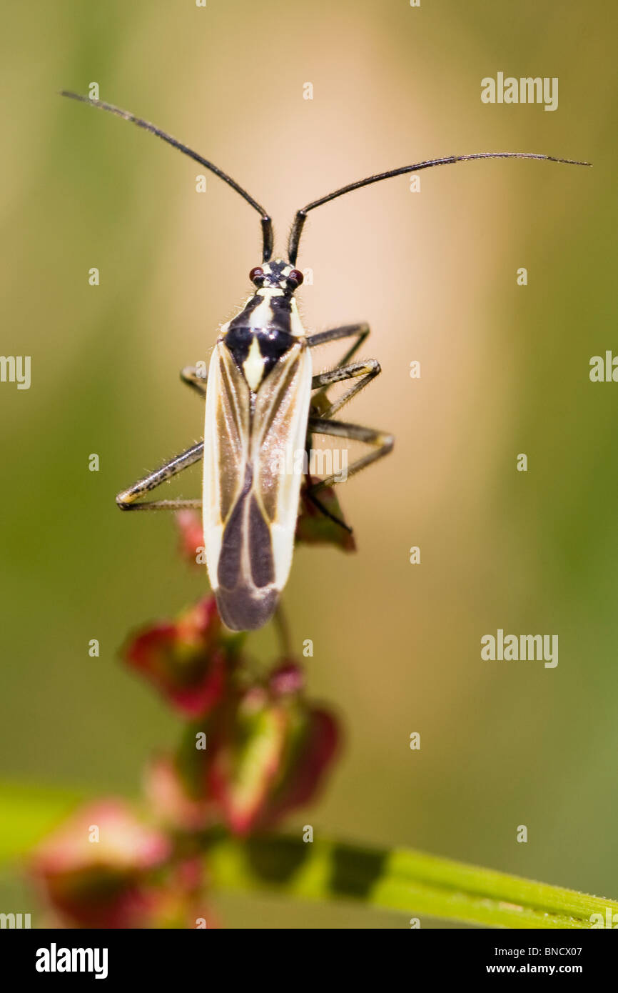 Hemiptera homoptera true bugs hi-res stock photography and images - Alamy