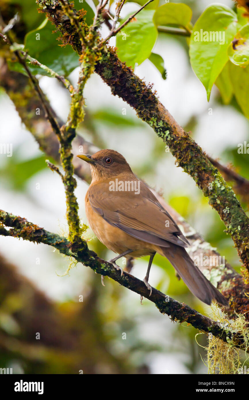 Rust colored bird hi-res stock photography and images - Alamy