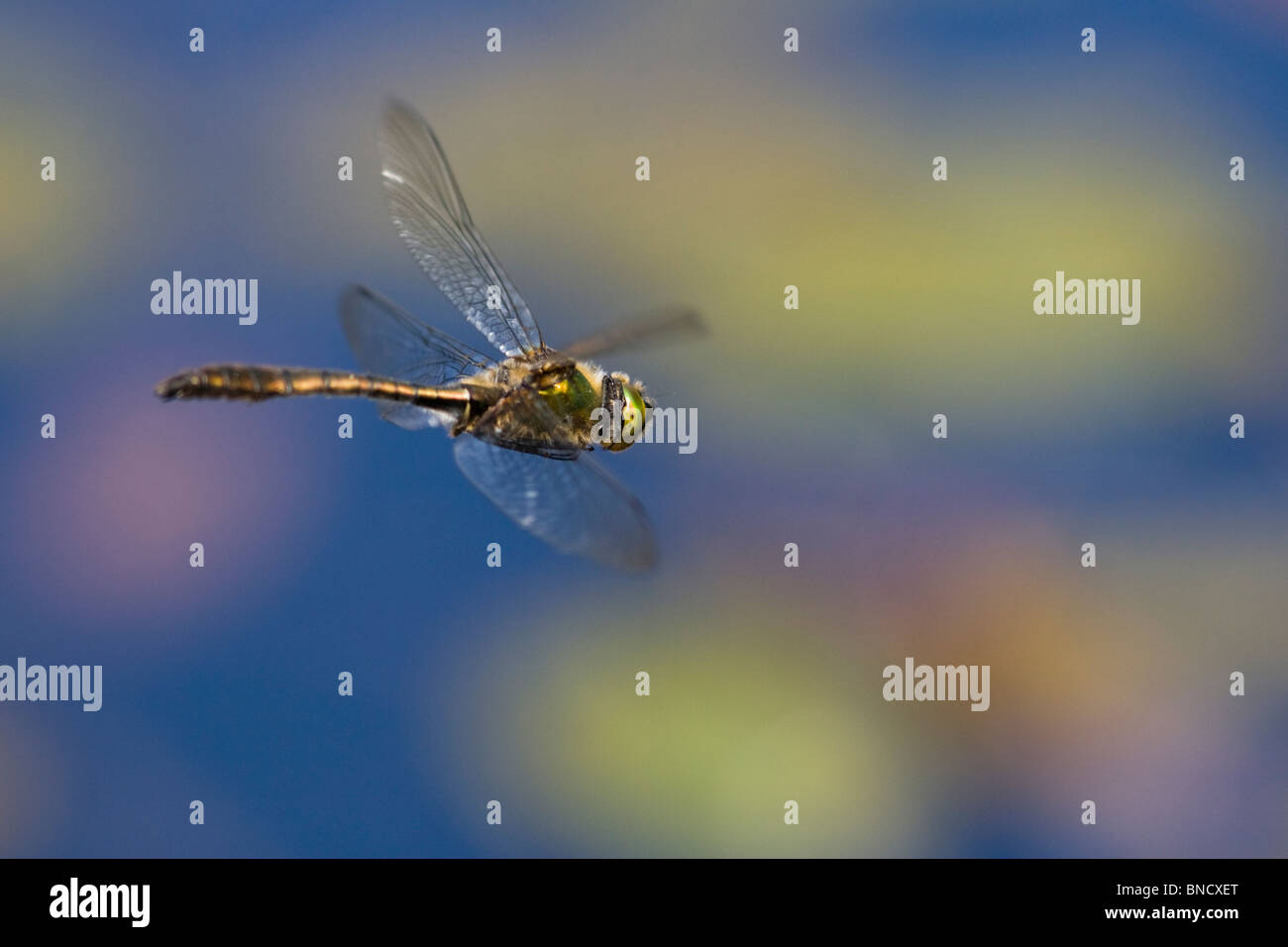 Downy Emerald - Cordulia aenea Stock Photo - Alamy