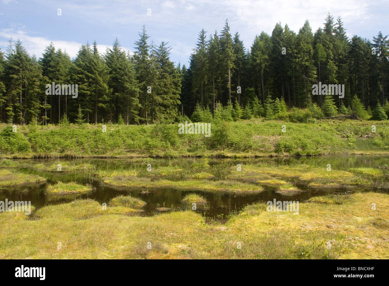 Brownstone Tarn. Sphagnum moss bog in the Lake District, UK Stock Photo ...