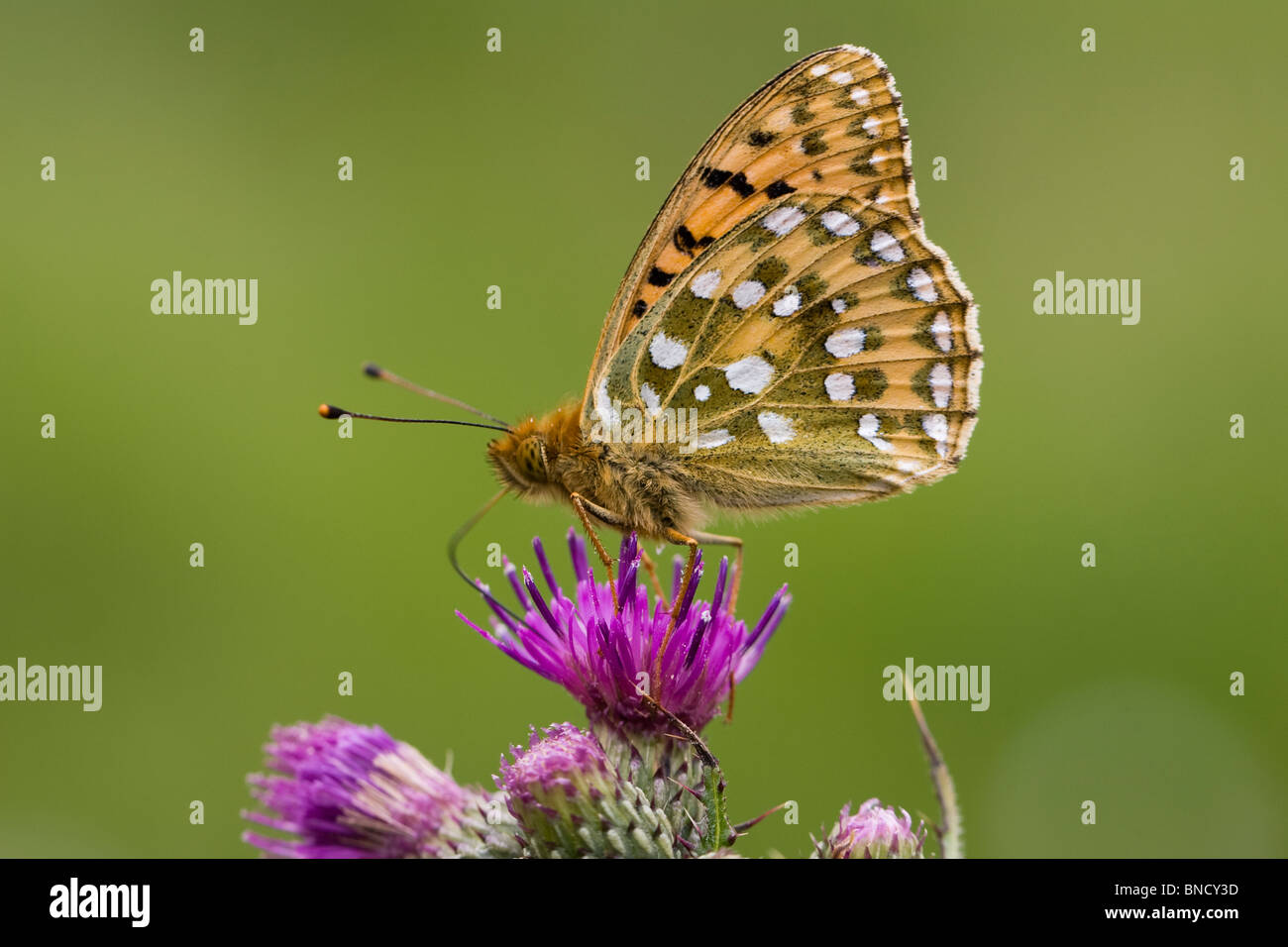 Dark Green Fritillary - Argynnis aglaja Stock Photo - Alamy
