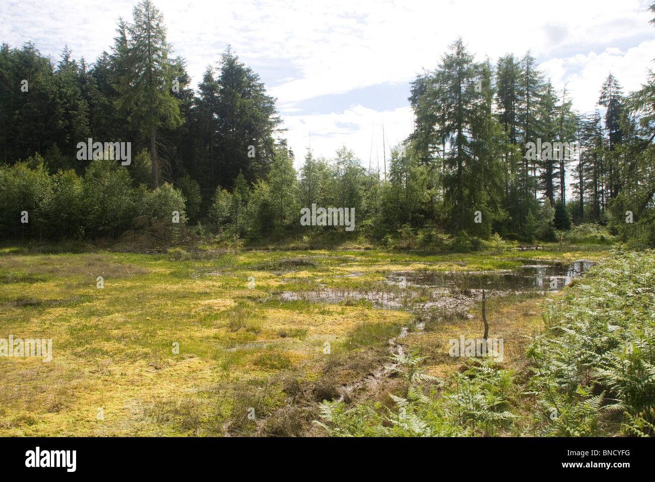 Sphagnum moss hi-res stock photography and images - Alamy