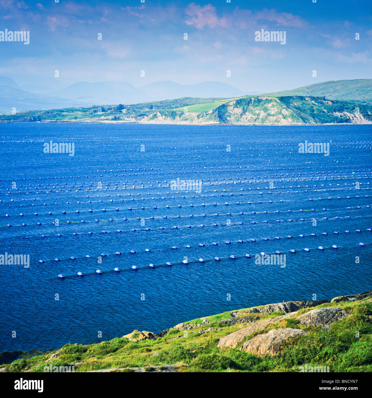 BUOYS SUPPORTING FISH FARMING NETS COULAGH BAY BEARA PENINSULA COUNTY ...