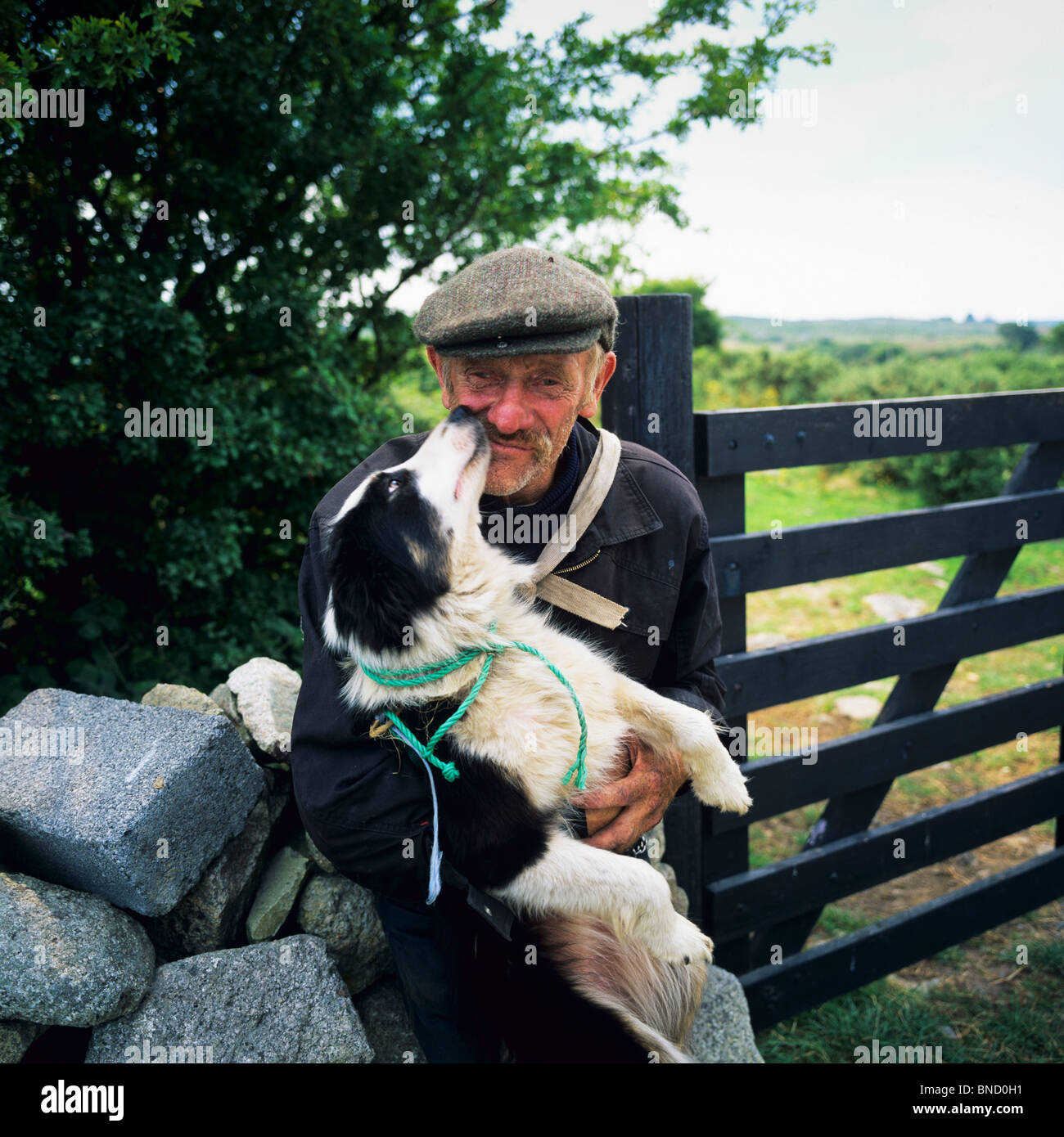 Irish Shepherd