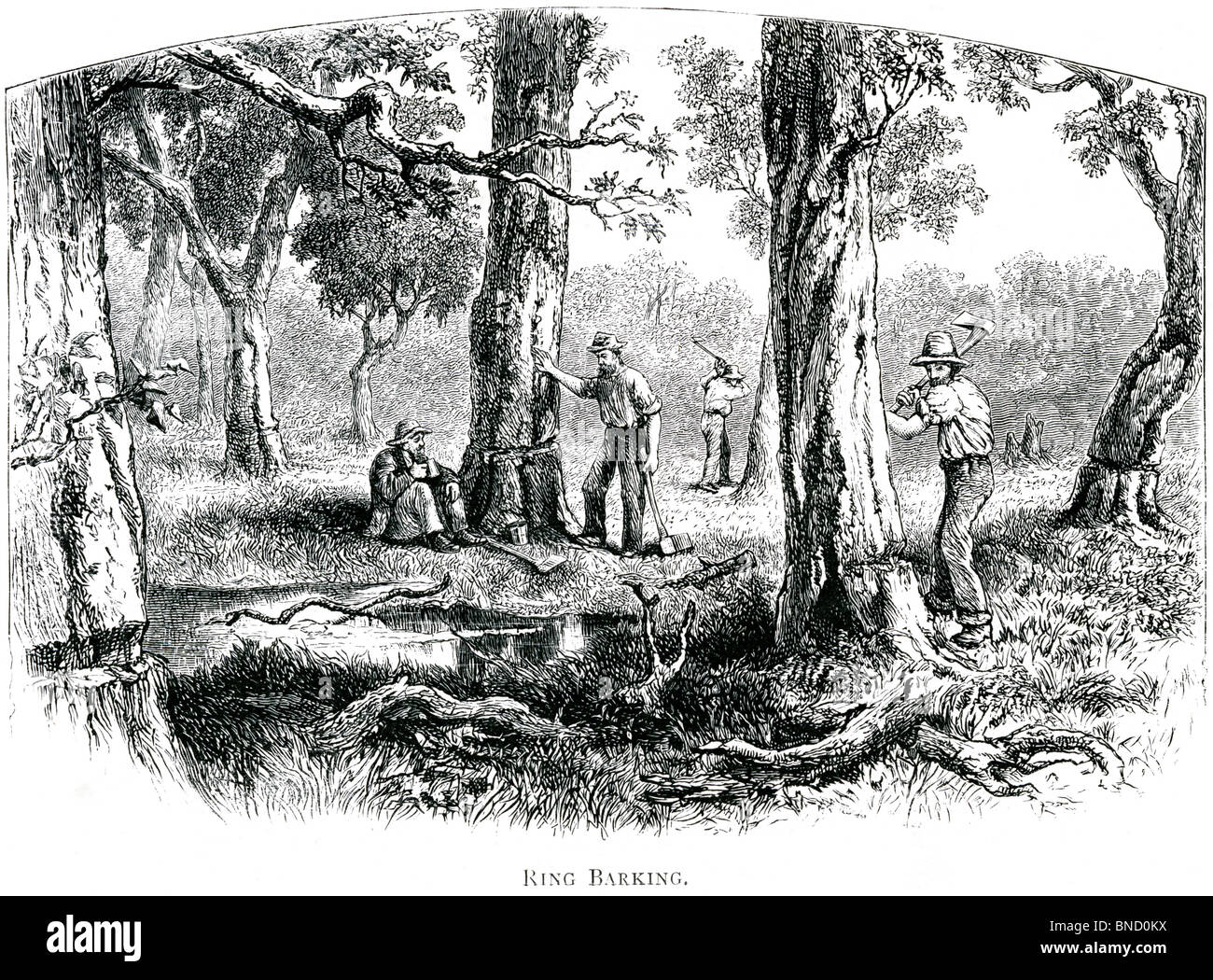 Tree clearing australia hi-res stock photography and images - Alamy