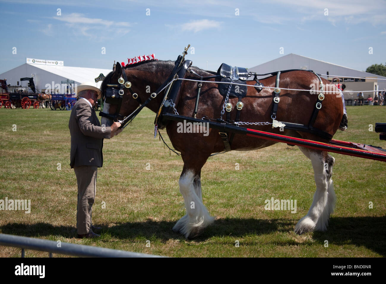 Working Shire Horse High Resolution Stock Photography and Images - Alamy
