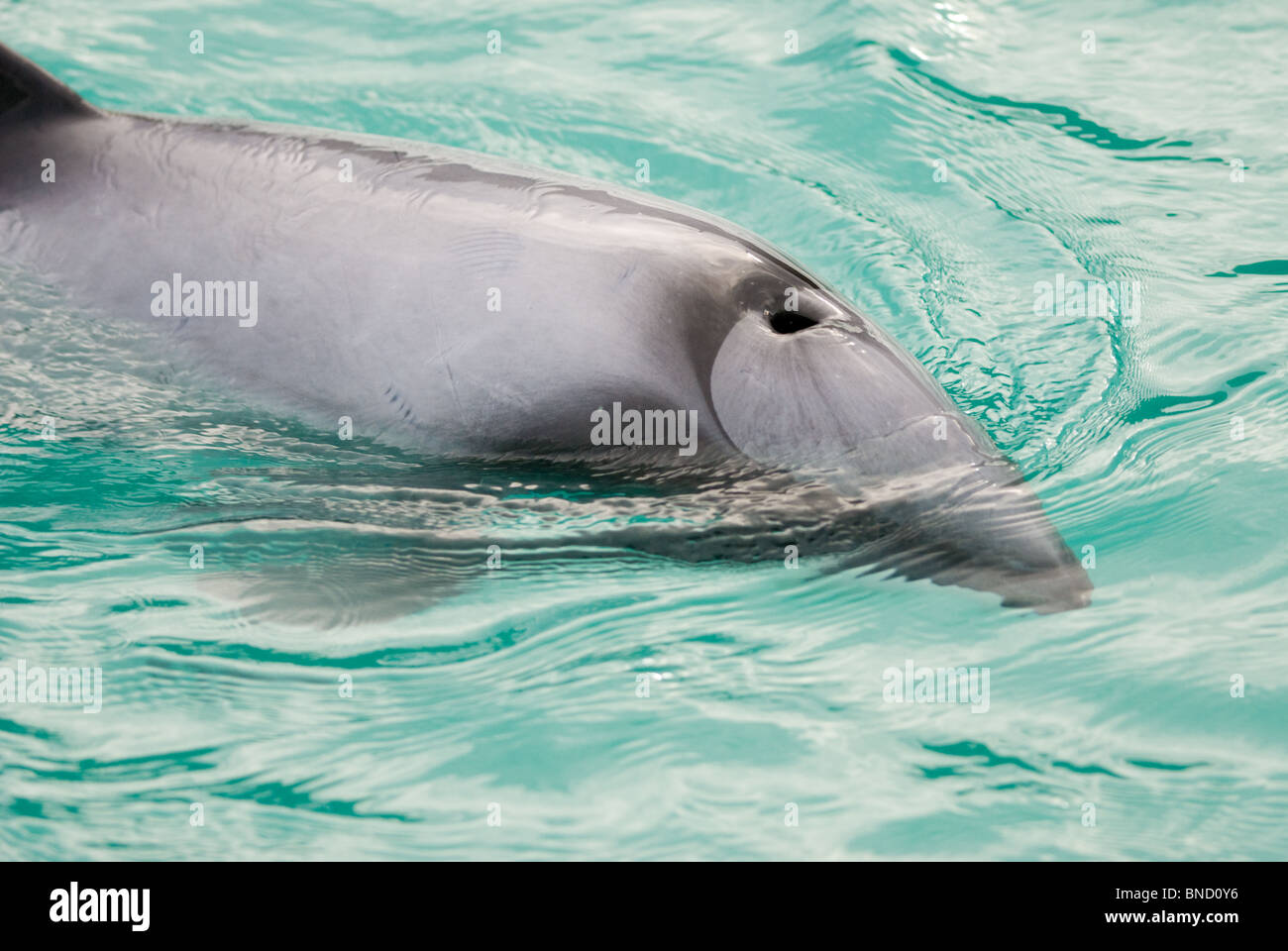 Hector Dolphin Cephalorhynchus hectori Akaroa New Zealand Stock Photo ...