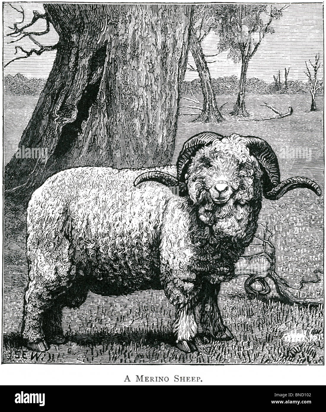 Australian sheep 1800 hi-res stock photography and images - Alamy