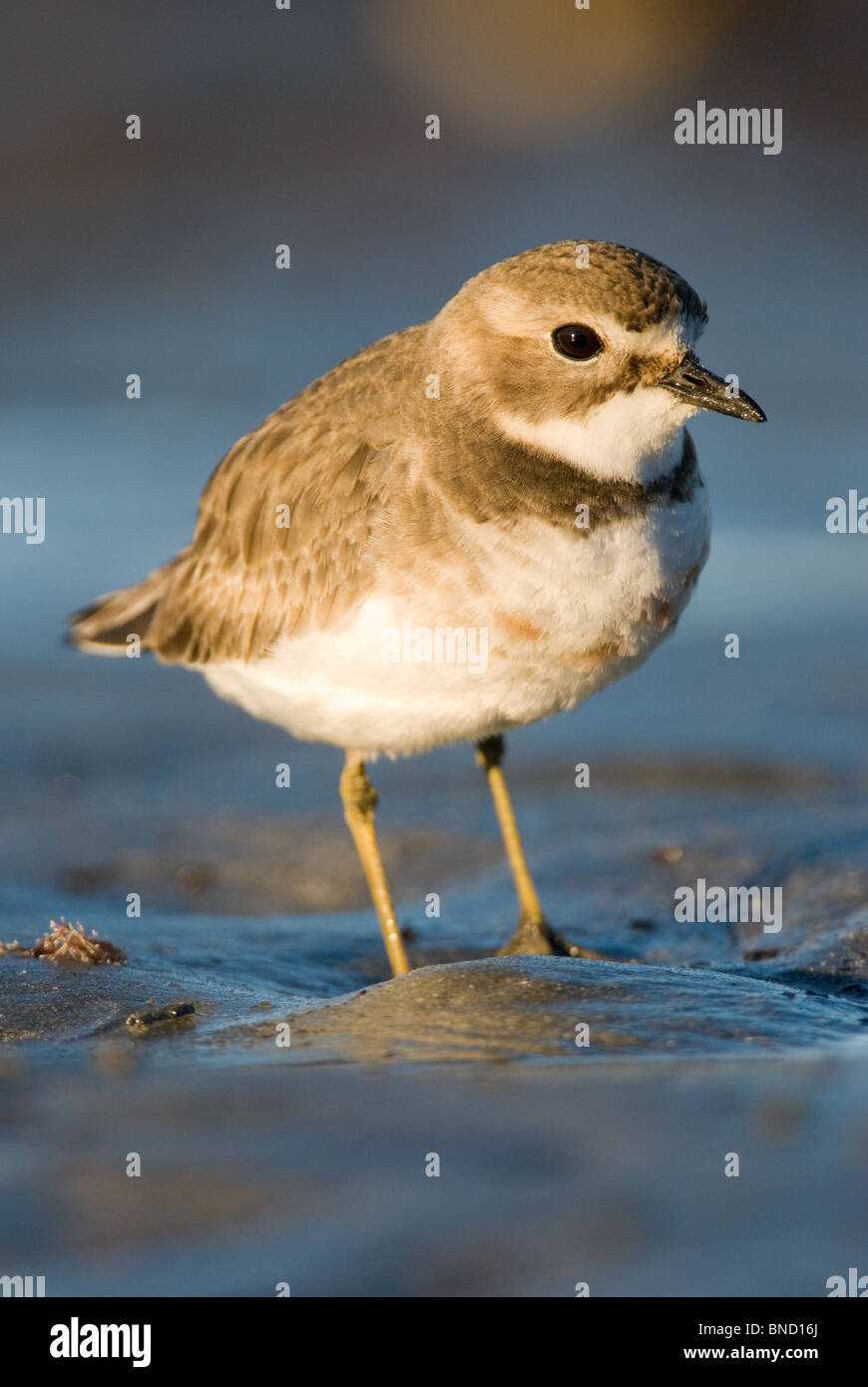 New Zealand Banded Dotterel Charadrius bicinctus Stock Photo - Alamy