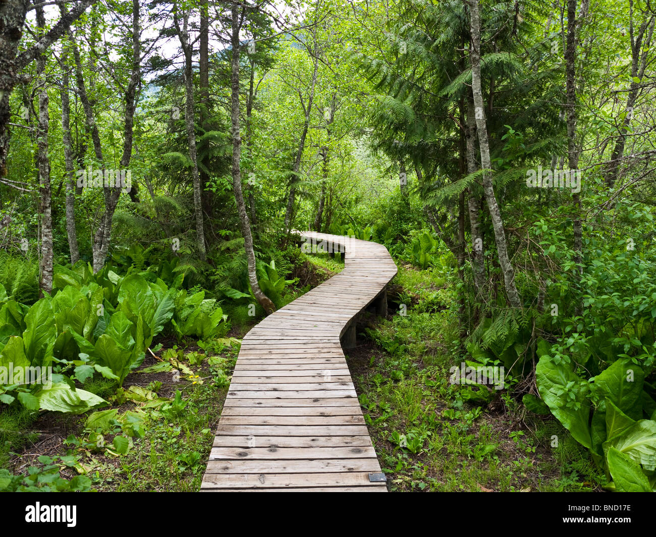 Skunk Cabbage Trail is a 1.2km boadwalk through valley bottom wetland ...