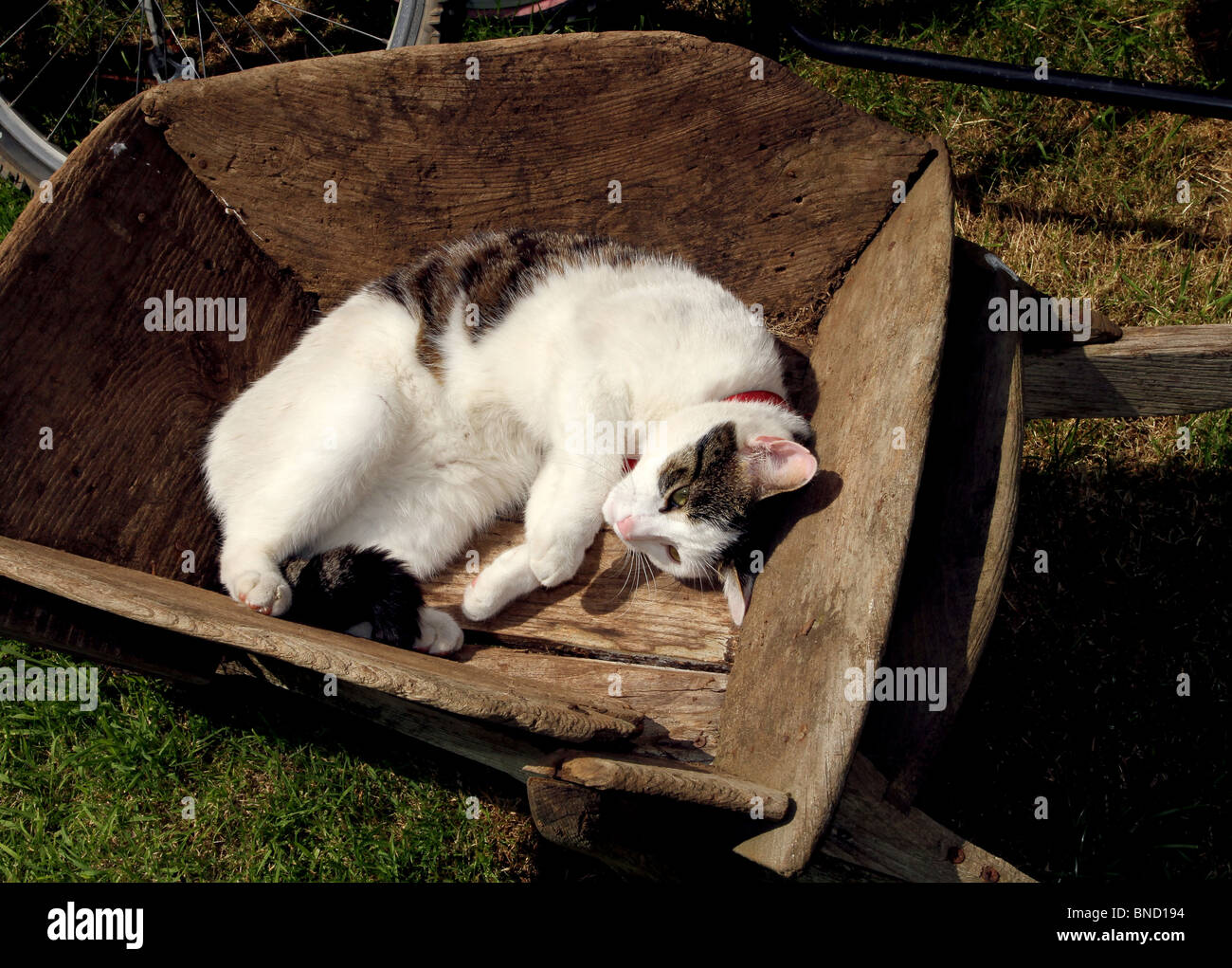 Young domestic cat in a wheelbarrow Stock Photo - Alamy