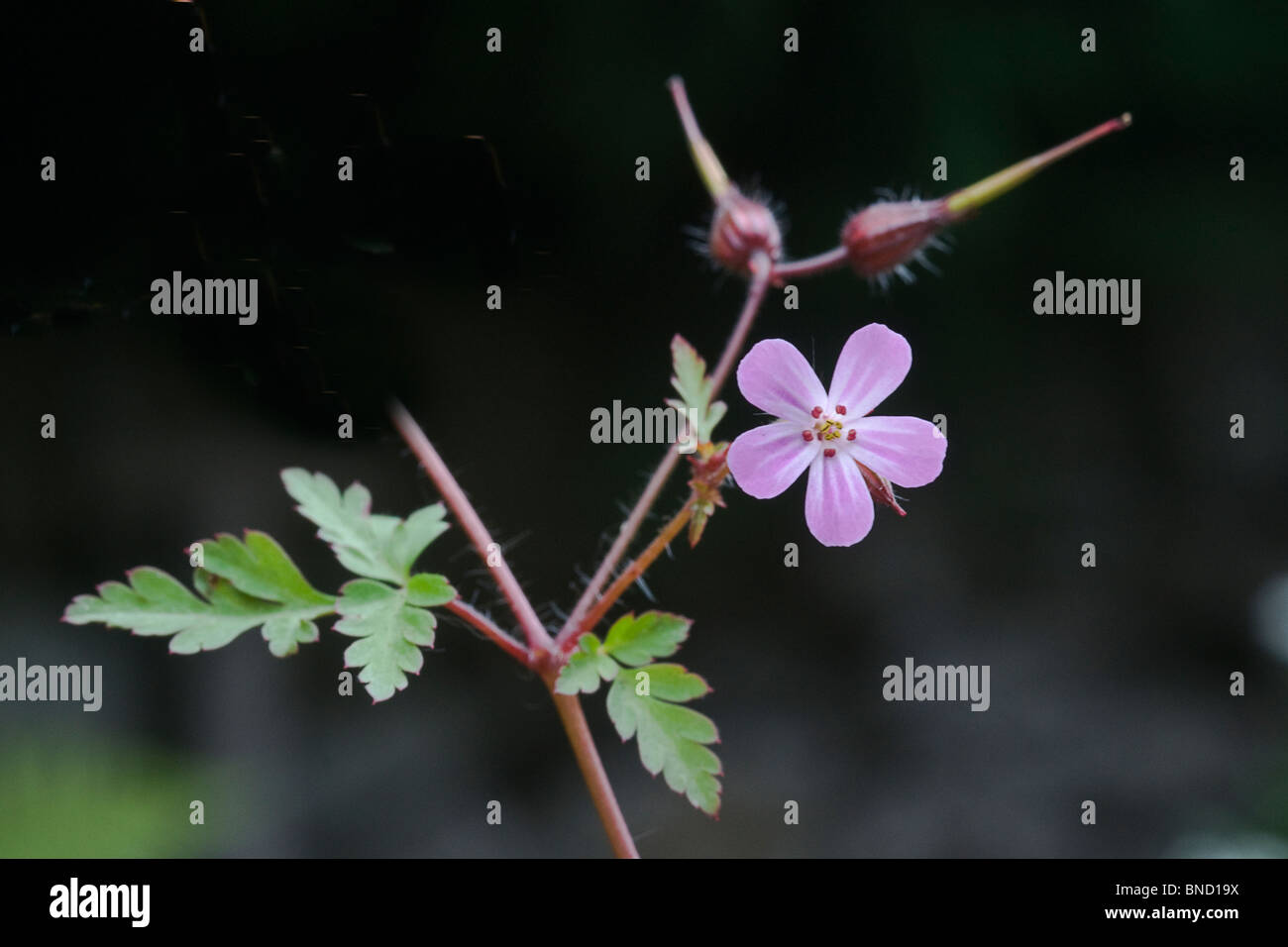 Herb Robert (Geranium robertianum) showing flower and seed heads Stock ...
