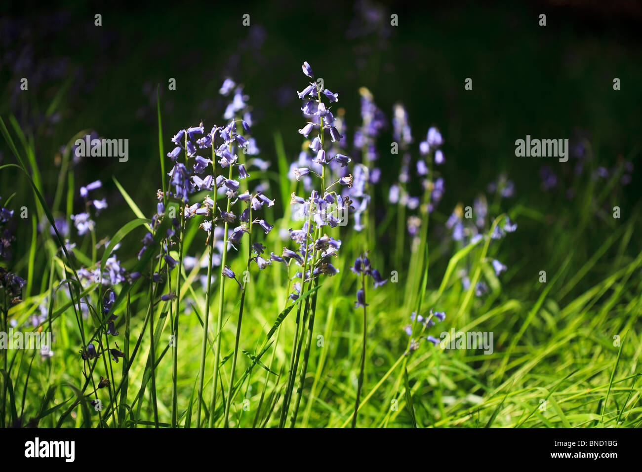 Wildflower bluebells hi-res stock photography and images - Alamy