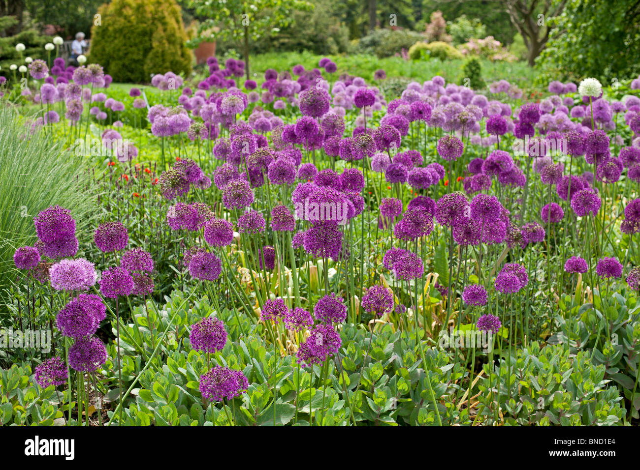 Spring border of purple Alliums, Enlgand Stock Photo - Alamy