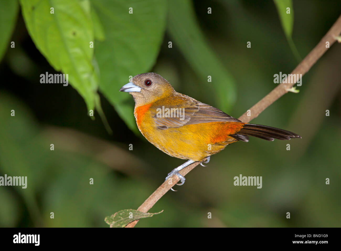 Cherrie's Tanager Adult Female Endemic to Costa Rica and Panama Stock ...