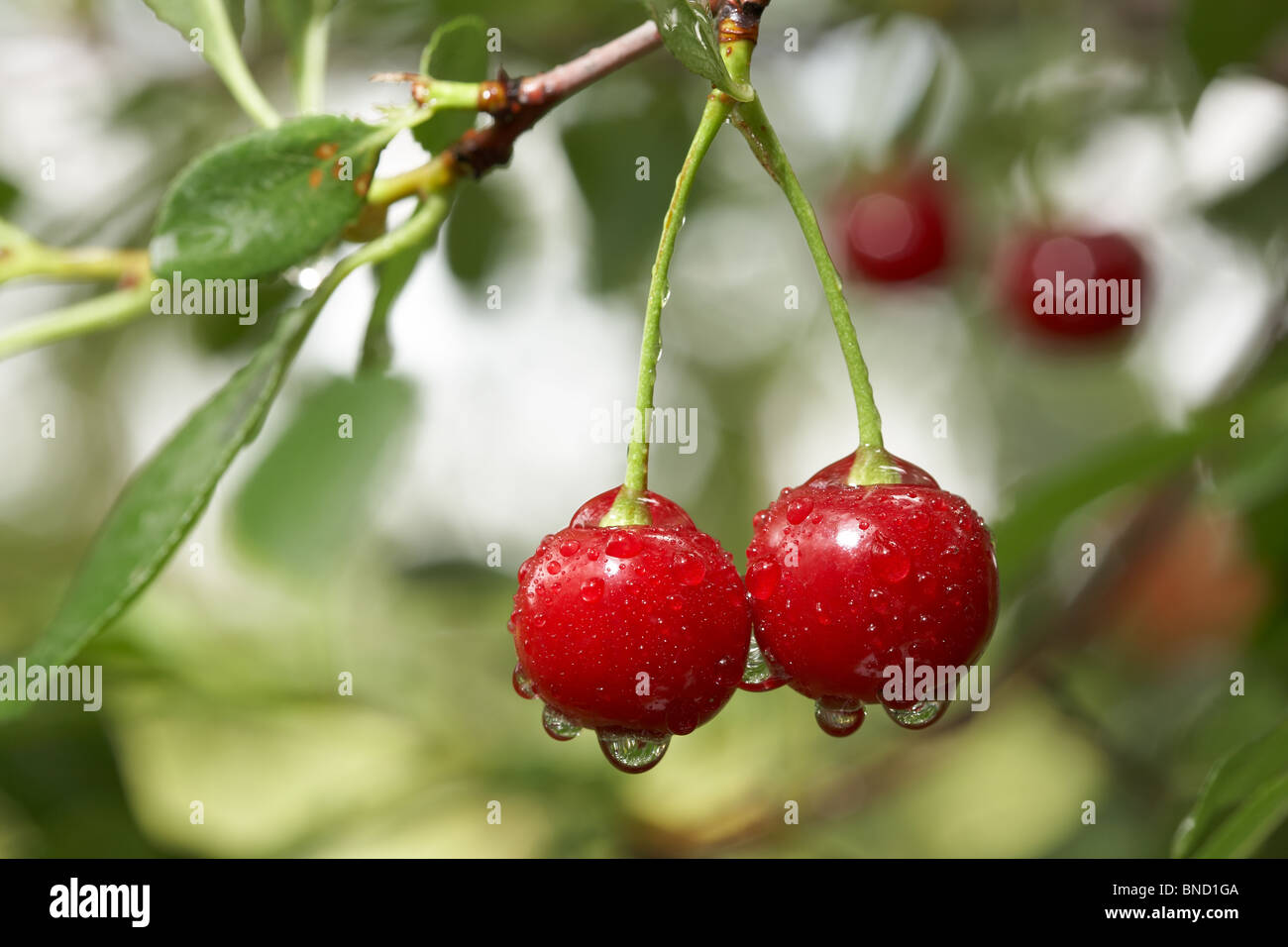 Closeup of two cherries with drops on cherry-tree in orchard Stock ...