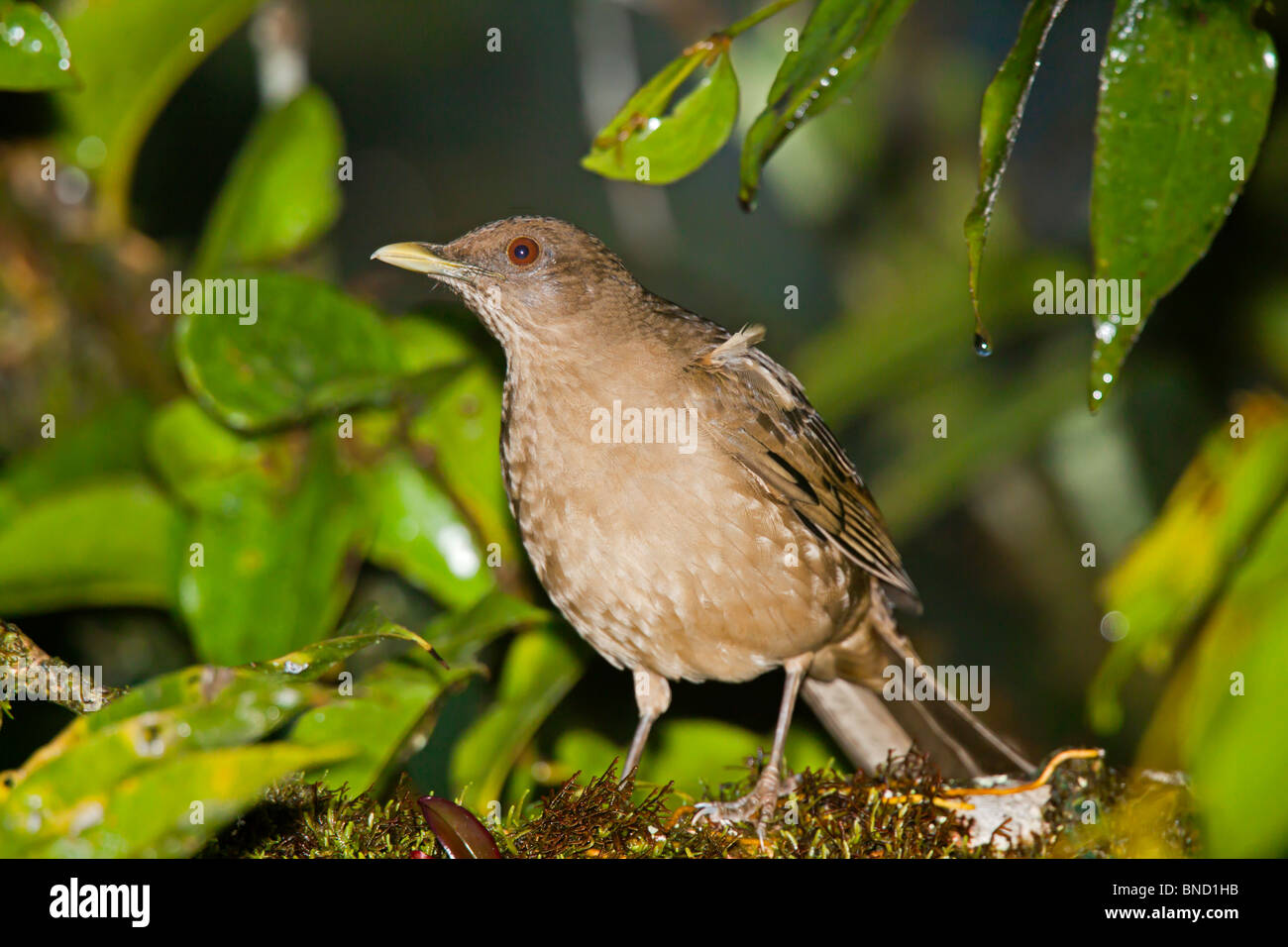 Clay colored thrush hi-res stock photography and images - Alamy