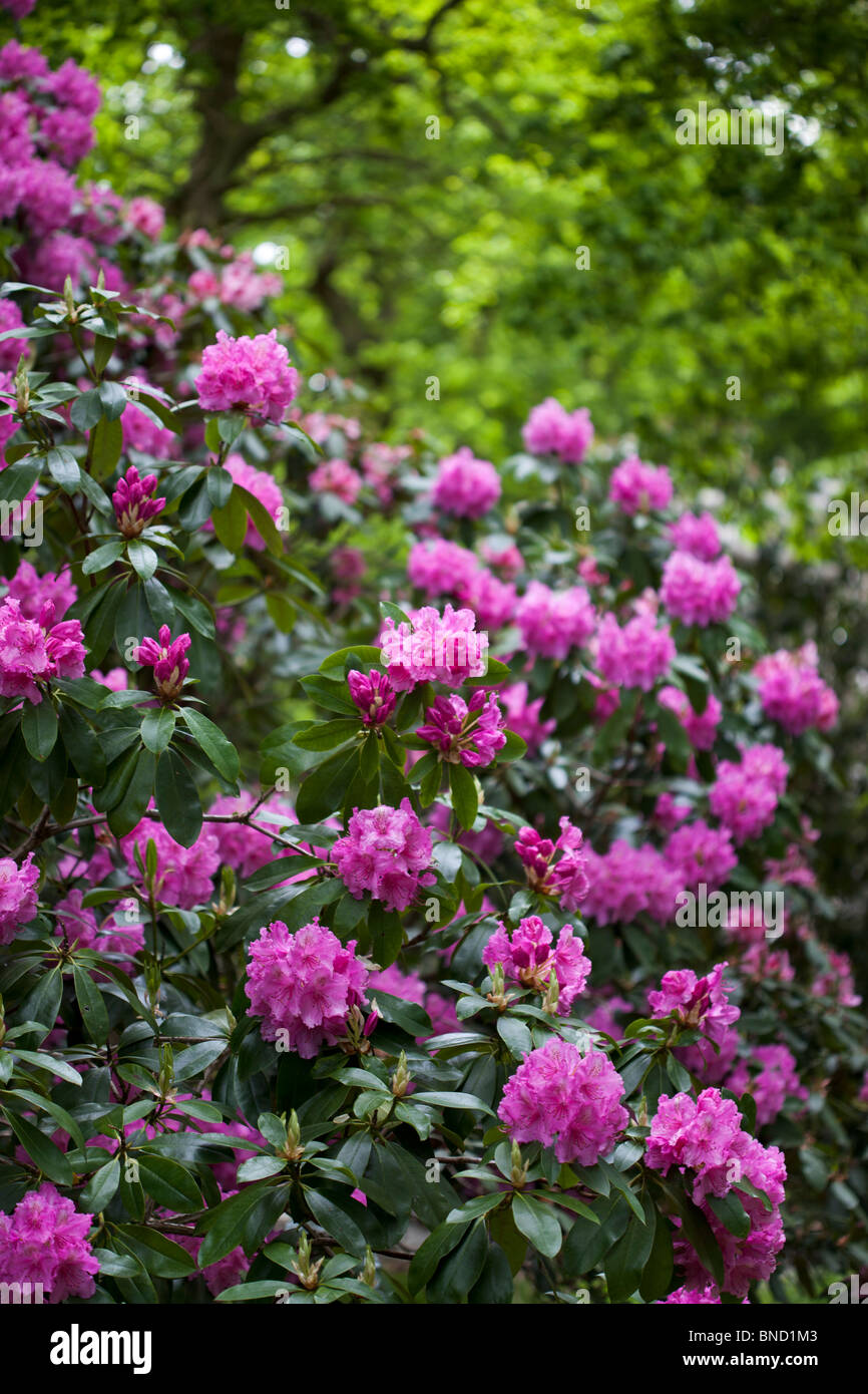 Rhododendron 'pink pearl' Stock Photo - Alamy