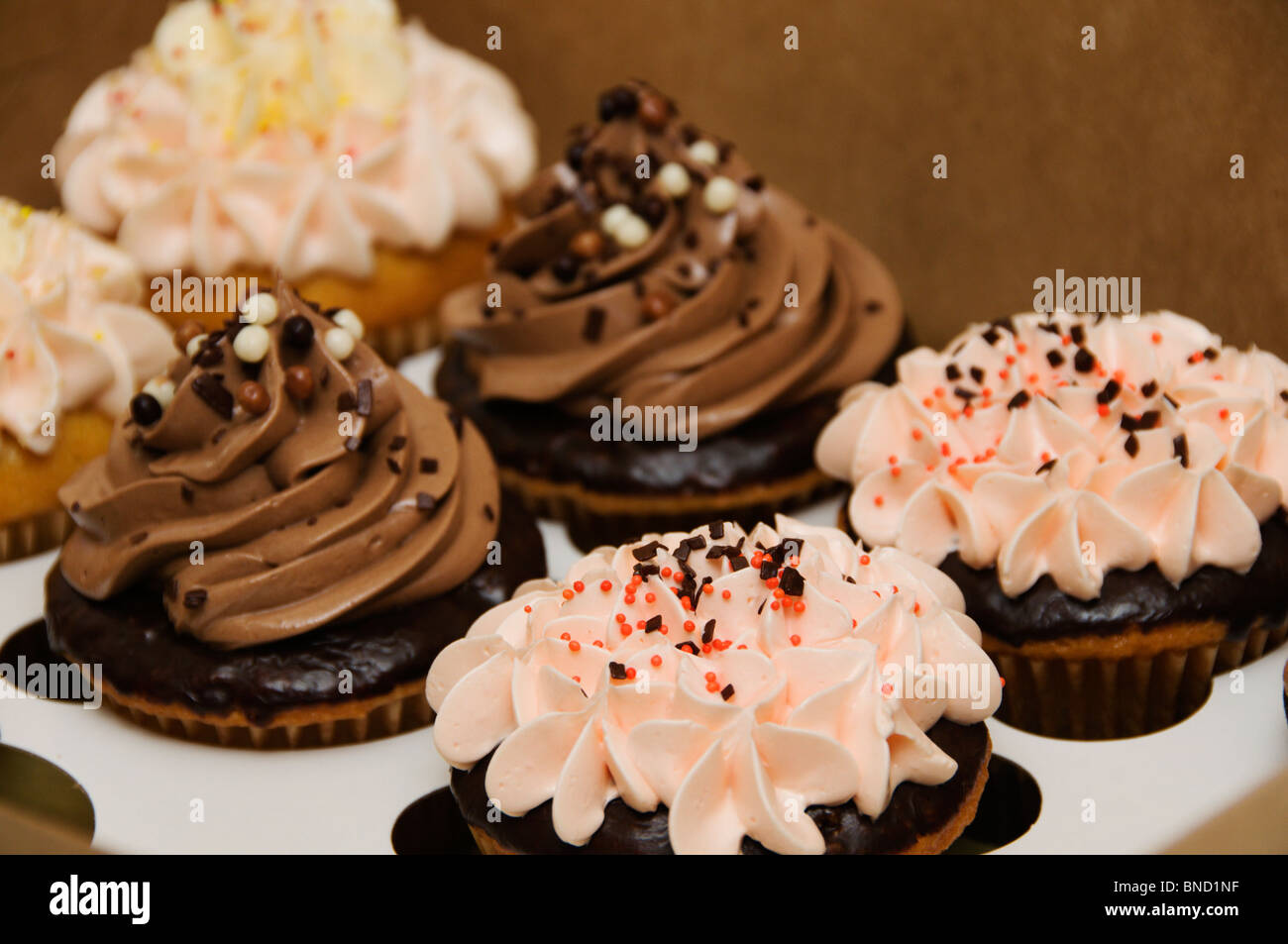 Commercial bakery cupcakes with swirls of frosting are placed in a box ...
