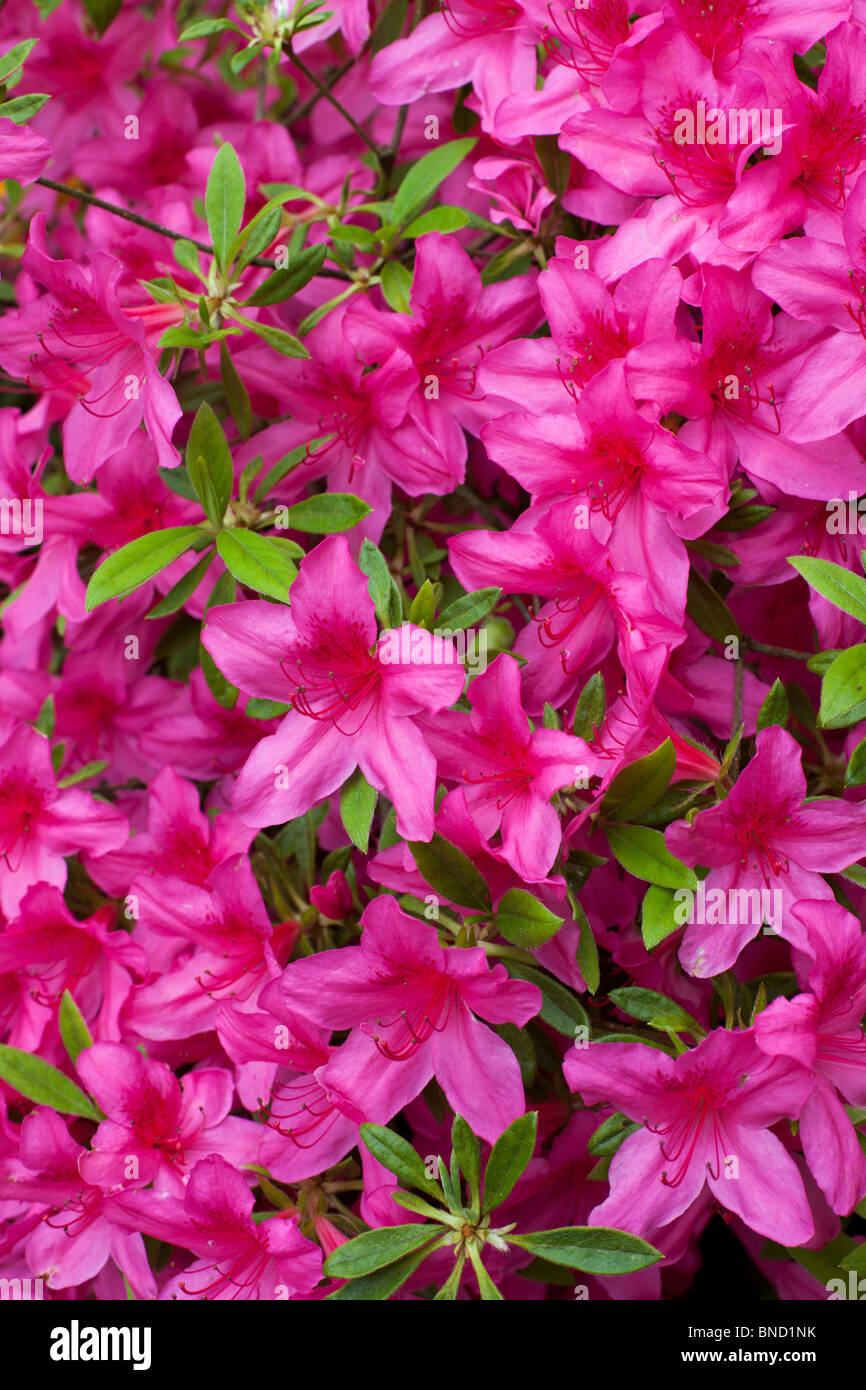 Azalea frame hi-res stock photography and images - Alamy
